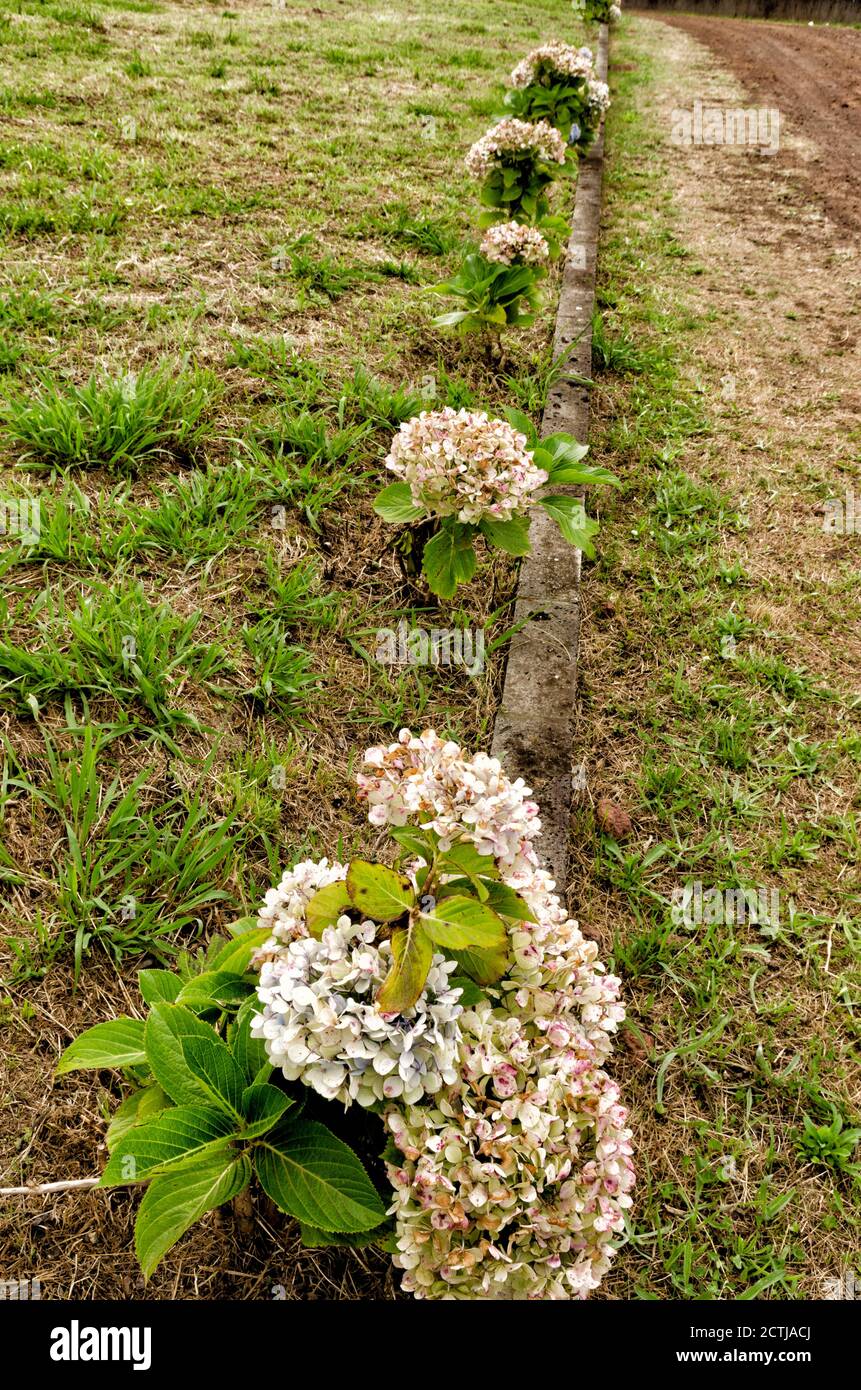 Hydrangea sao miguel azores portugal hi-res stock photography and ...