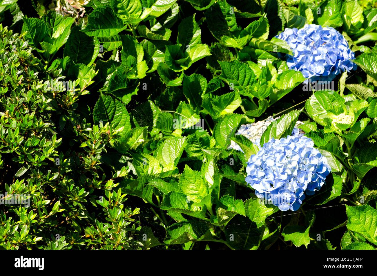Hydrangea sao miguel azores hi-res stock photography and images - Alamy