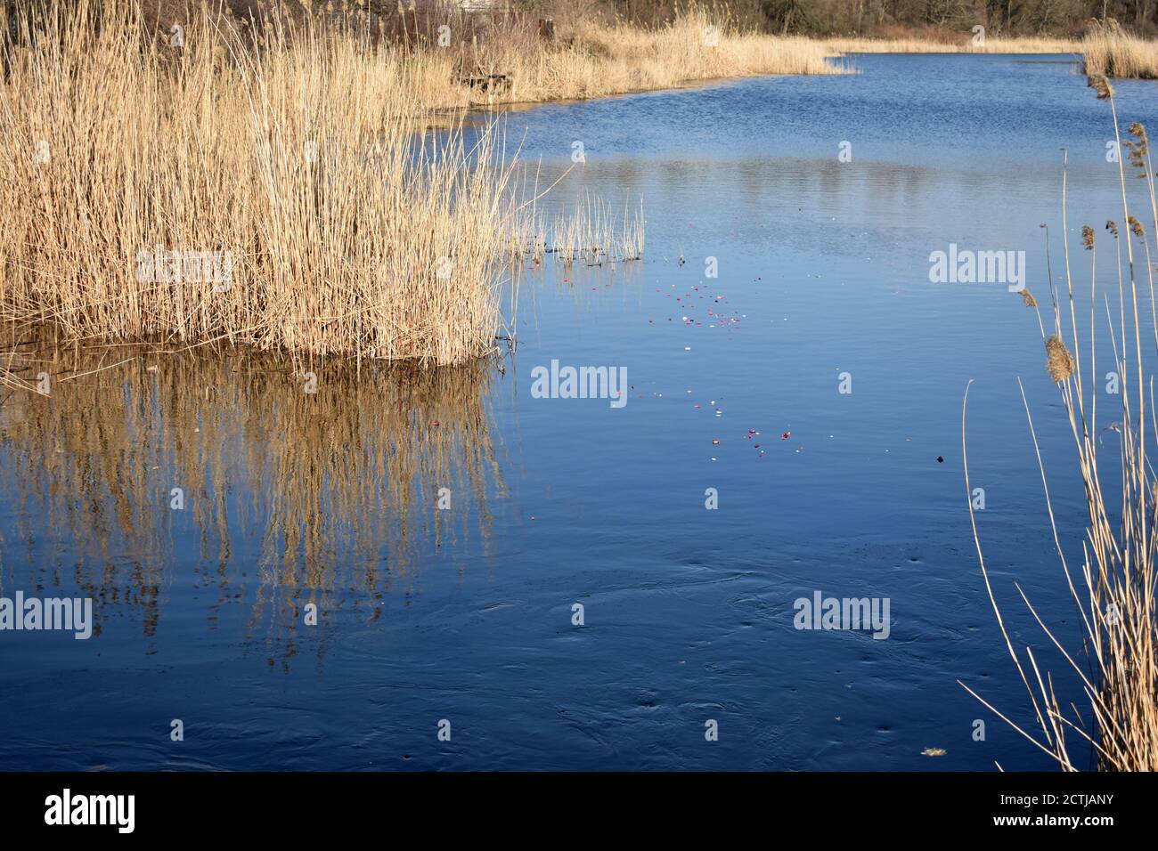 Reed in river hi-res stock photography and images - Alamy