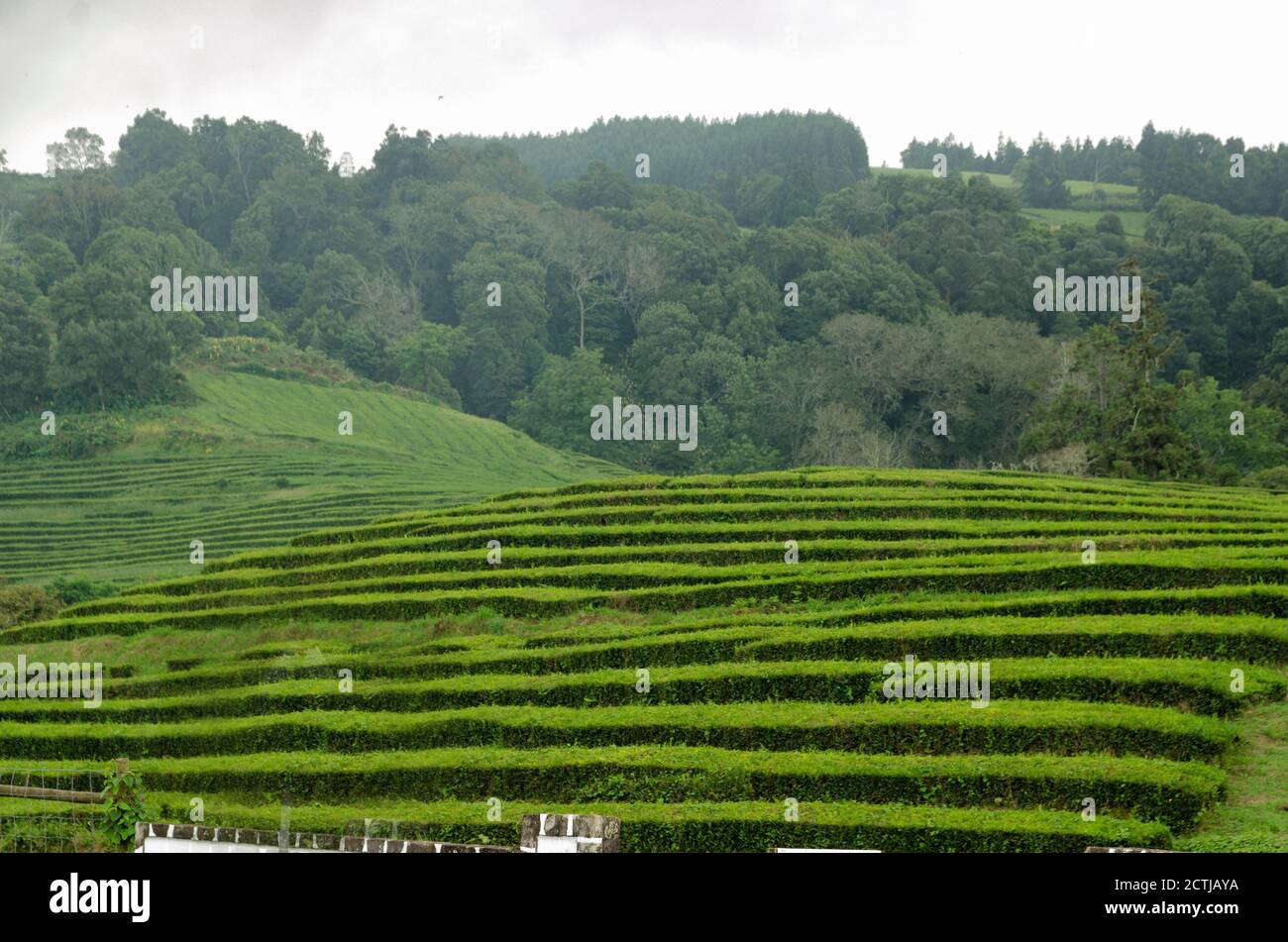 THE TEA PLANTATIONS Stock Photo - Alamy