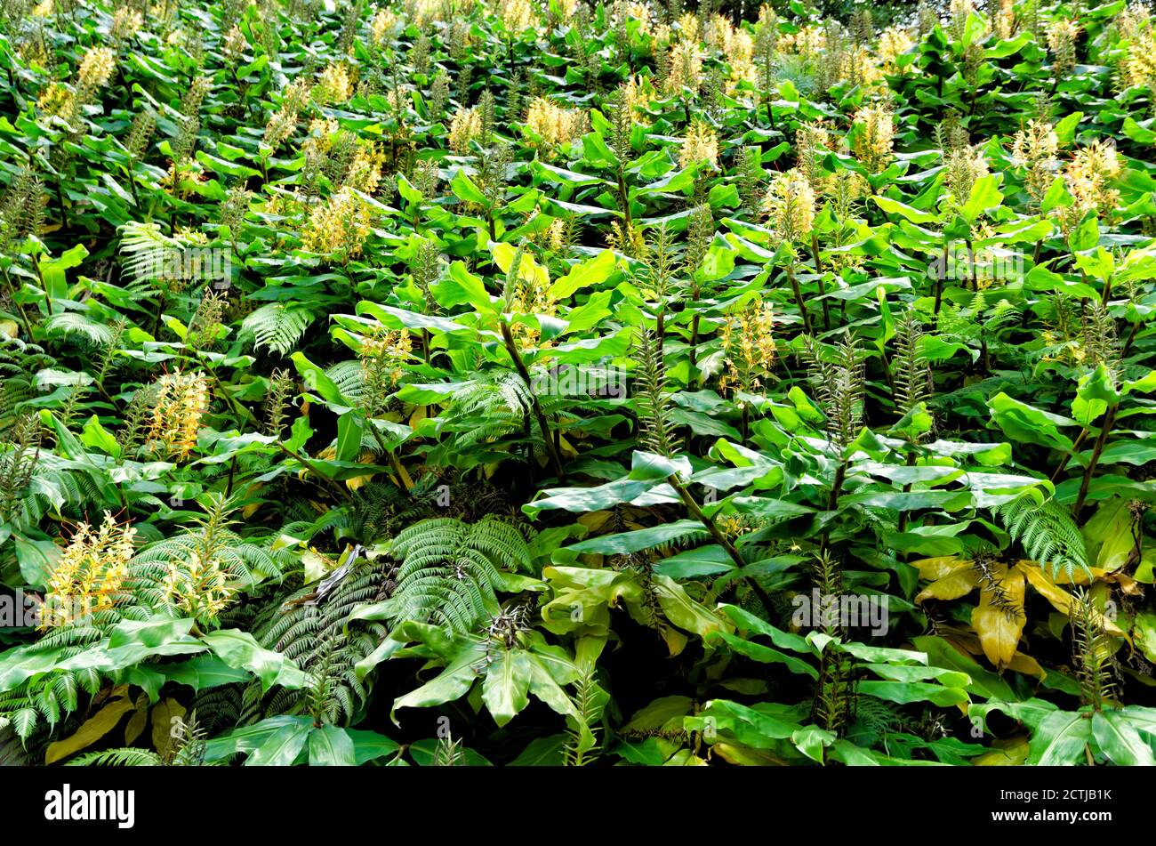 SANTA IRIA VIEWPOINT Stock Photo - Alamy