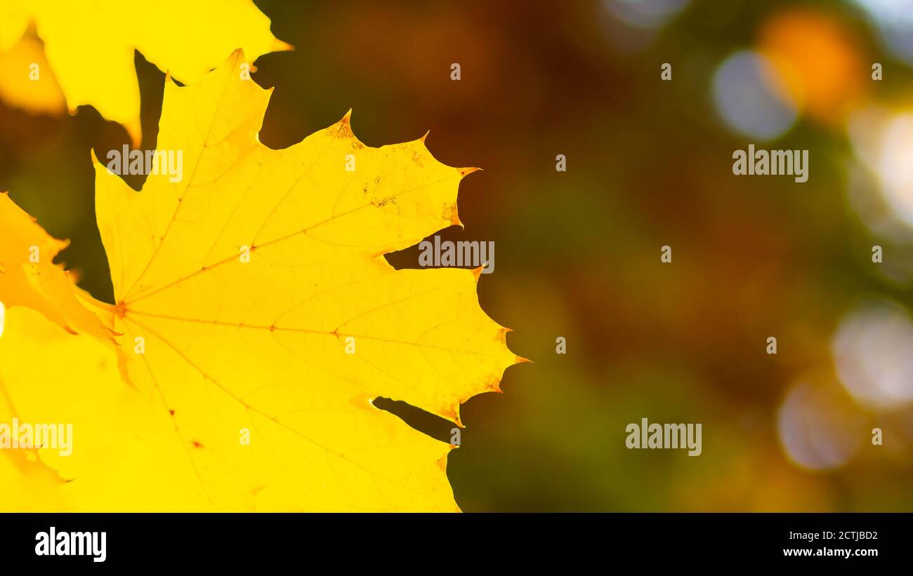 Maple leaves on a blurred background. Autumn background with yellow ...