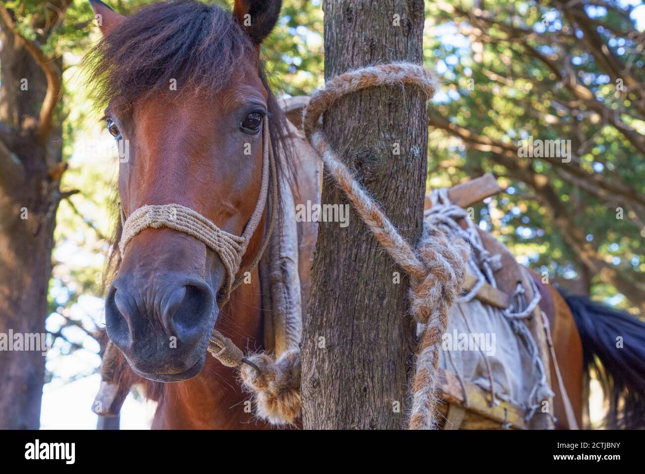 A saddled horse by a tree Stock Photo - Alamy