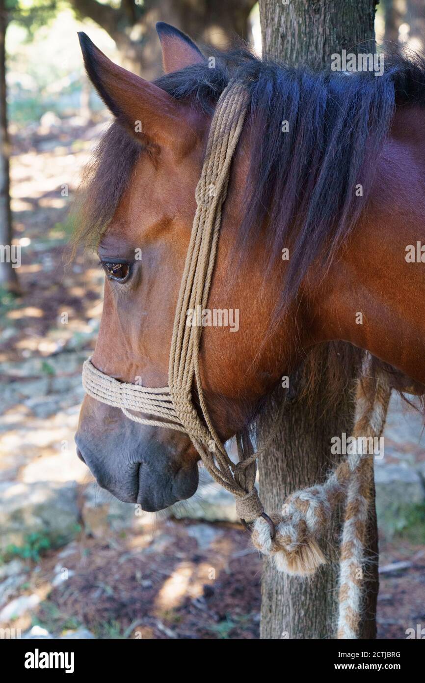 The sad horse is waiting for its return Stock Photo - Alamy