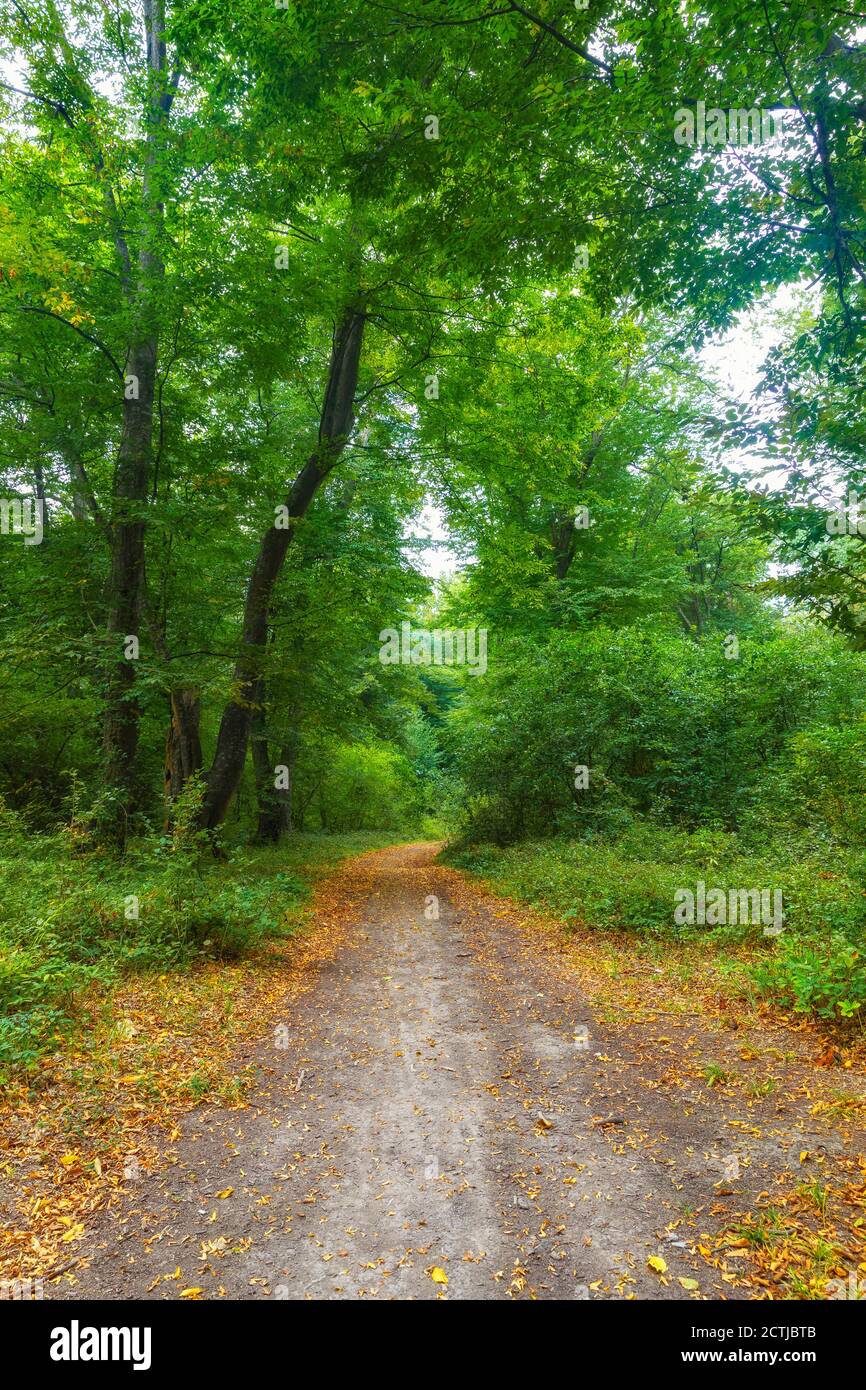 Dense forest in the middle of autumn Stock Photo - Alamy