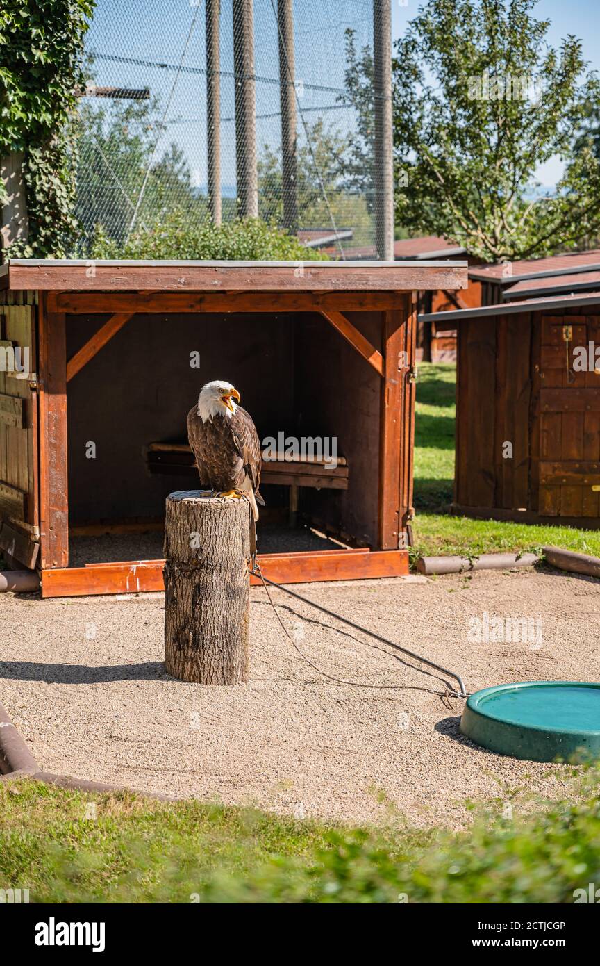 Vertical shot of a hawk perched on a log Stock Photo - Alamy