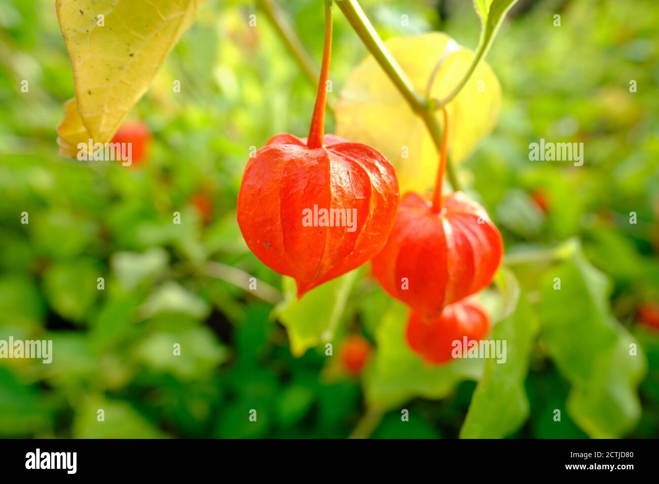Close-up of Physalis alkekengi aka bladder cherry, Chinese lantern ...