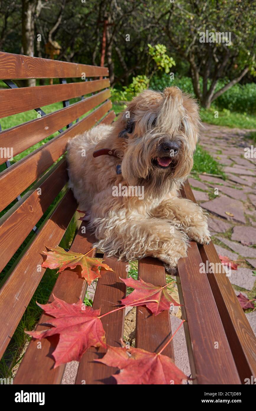 Irish Wheat Soft Coated Terrier High Resolution Stock Photography and ...