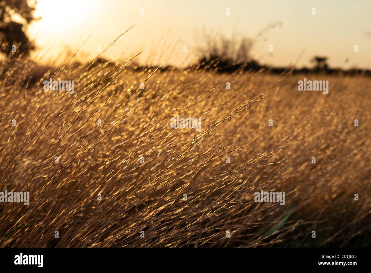 Dry grass shining in sun rays in autumn vivid colors close-up on sunset ...