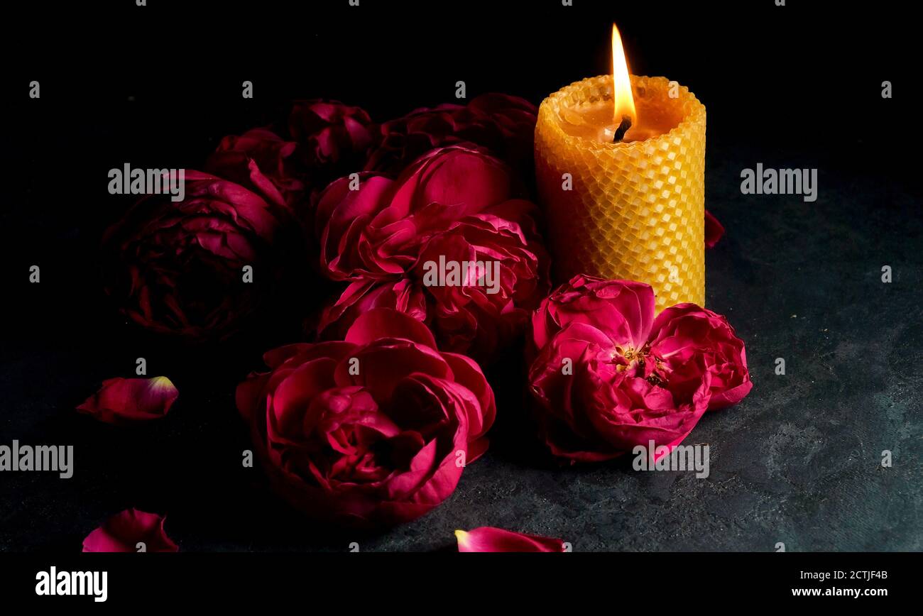 Beautiful dark red piano rose heads and petals on a black background ...