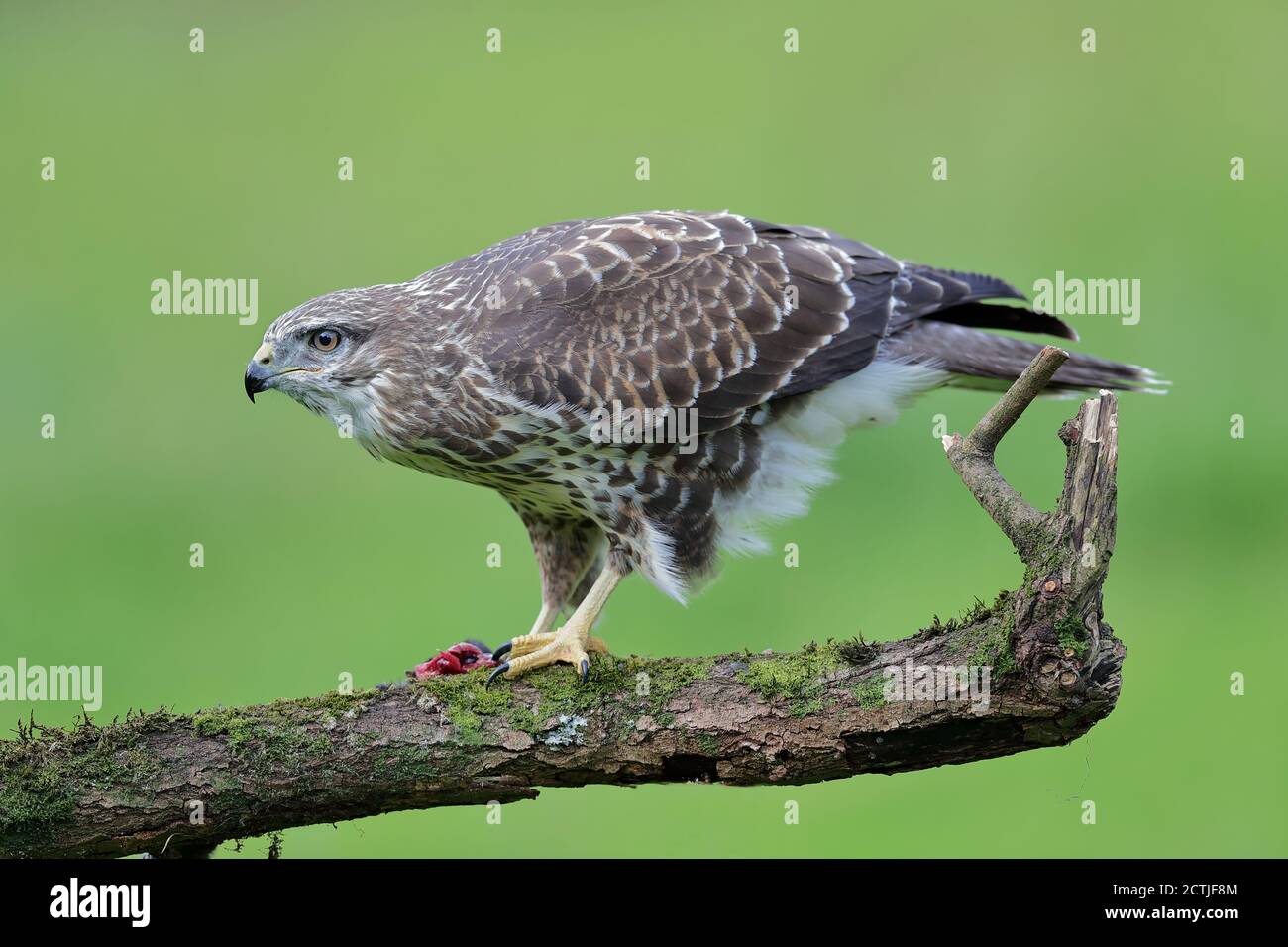 The common buzzard is a medium-to-large bird of prey which has a large ...