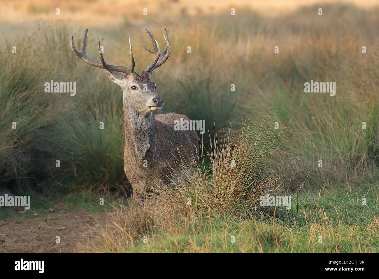 The red deer is one of the largest deer species. The red deer inhabits ...
