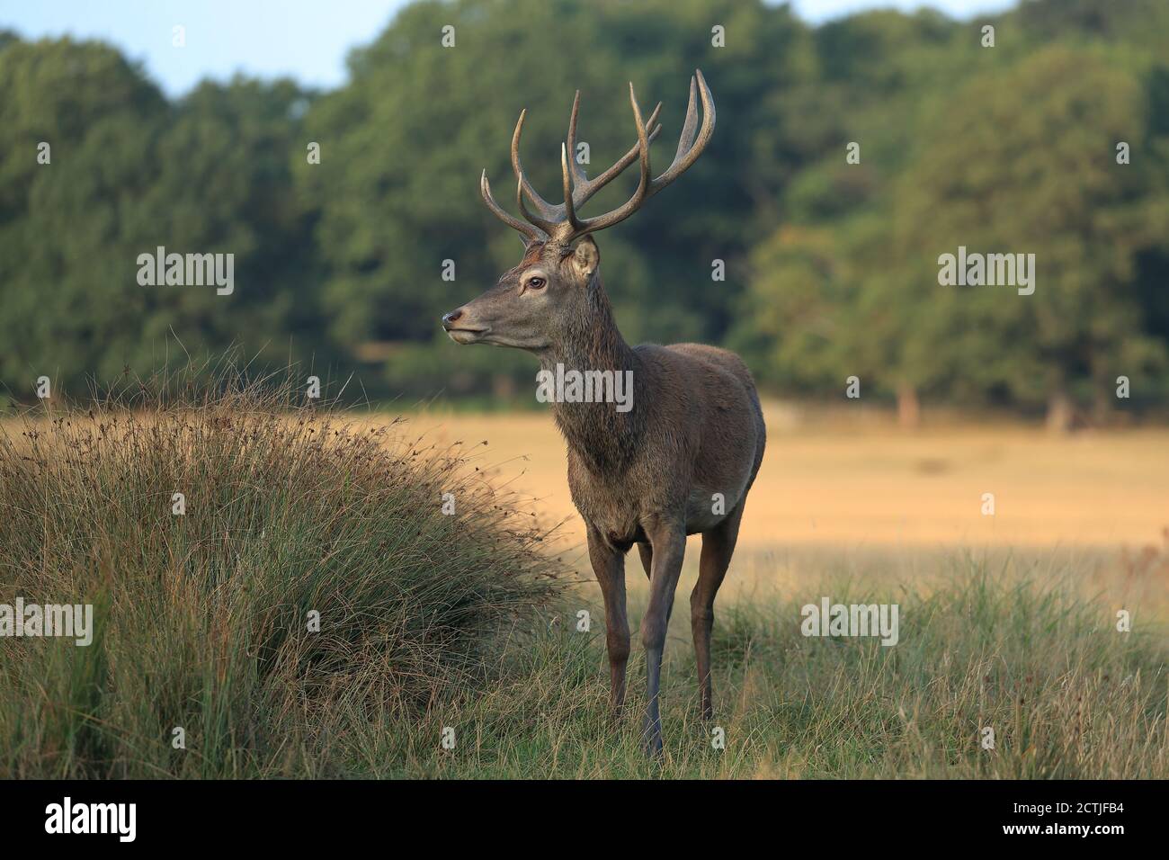 The red deer is one of the largest deer species. The red deer inhabits ...