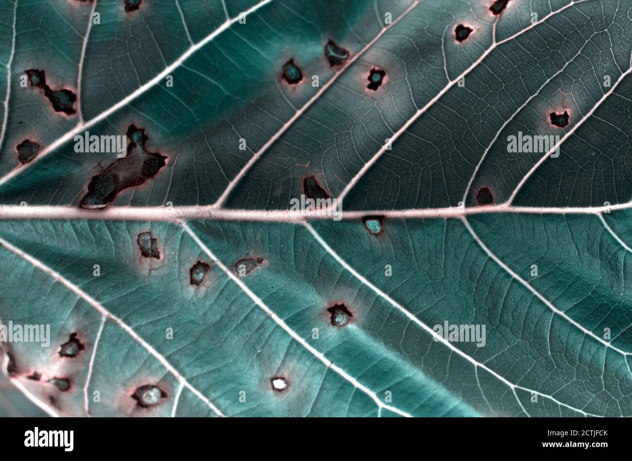 Unique leaves hi-res stock photography and images - Alamy