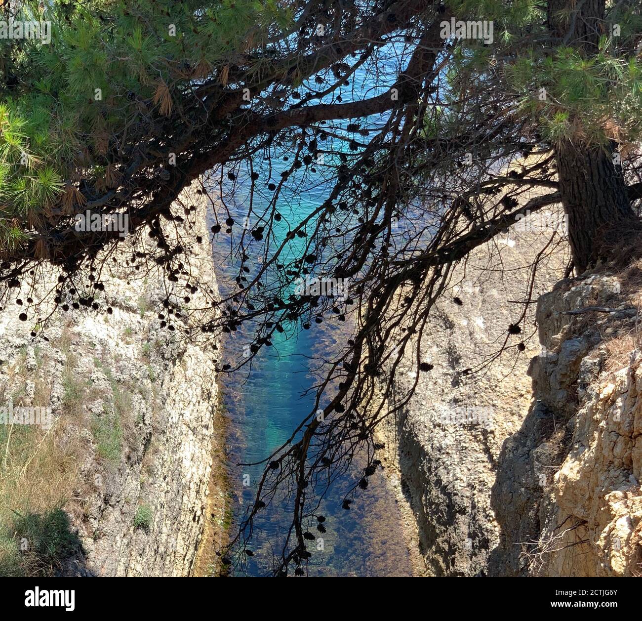 Pine branches over sea canyon. Azure water. Beautiful mediterranean ...
