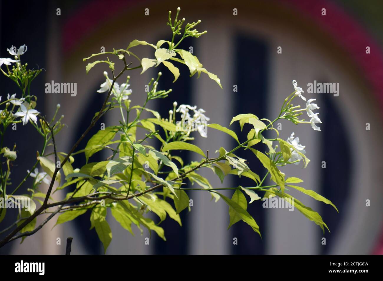 Fool Foot Flower Picture taken at Howrah, West Bengal, India Stock ...