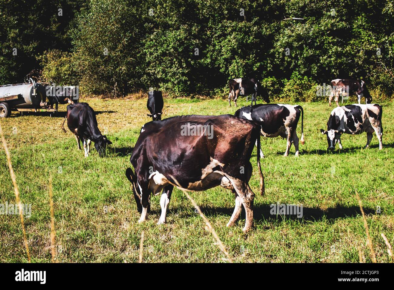 Many black cows grazing hi-res stock photography and images - Alamy