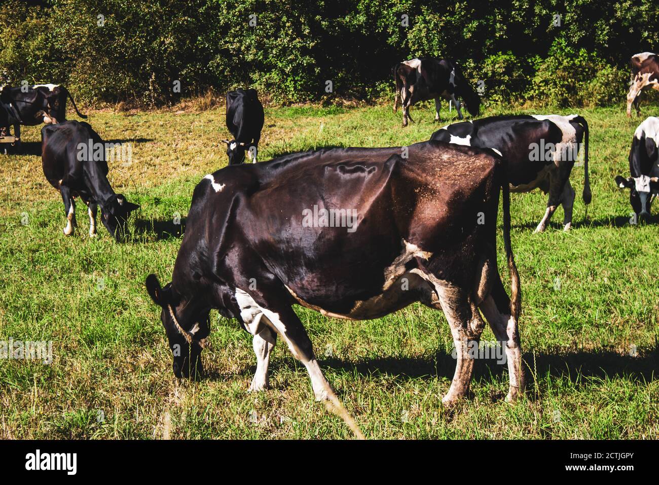 Many black cows grazing hi-res stock photography and images - Alamy