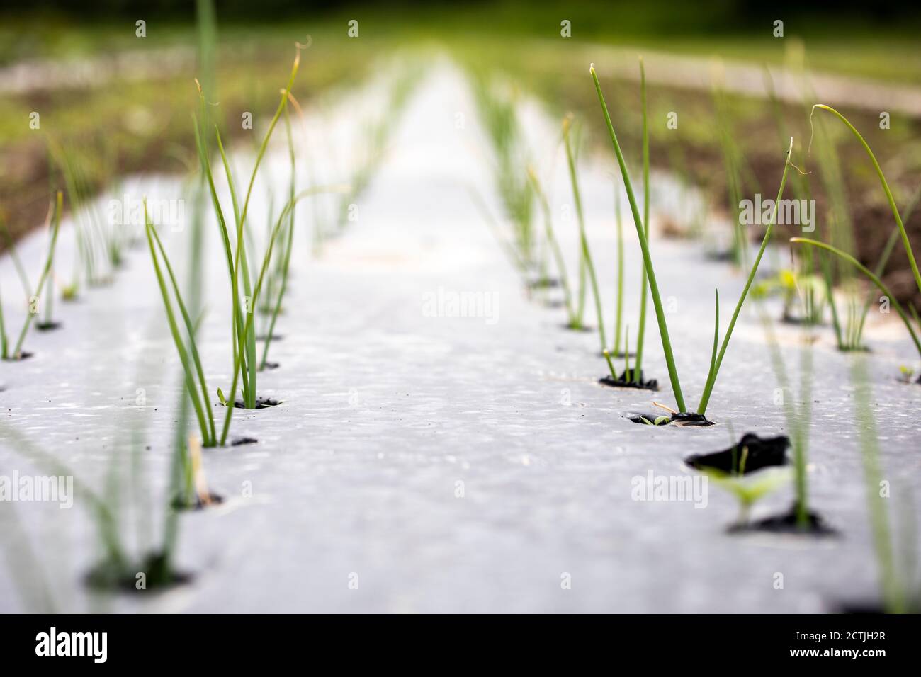 Sprouts of green scallion growing in holes in film on garden bed on ...