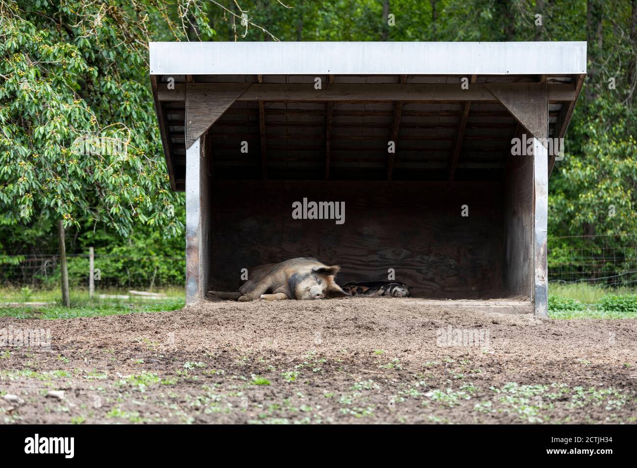 Pig shed hi-res stock photography and images - Alamy