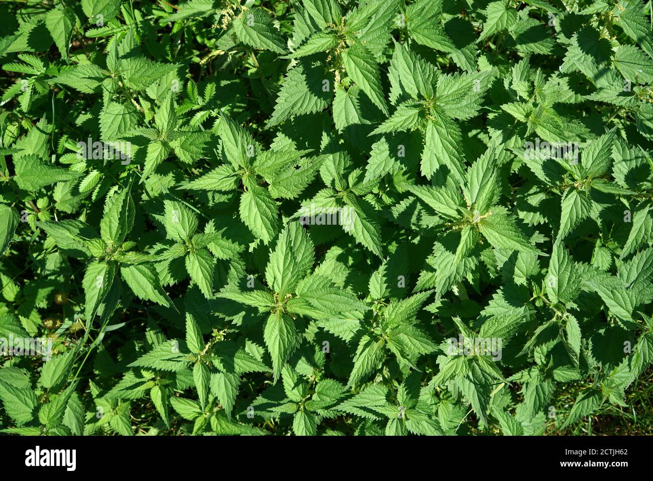 Top view of nettles growing in a field under the sunlight Stock Photo ...