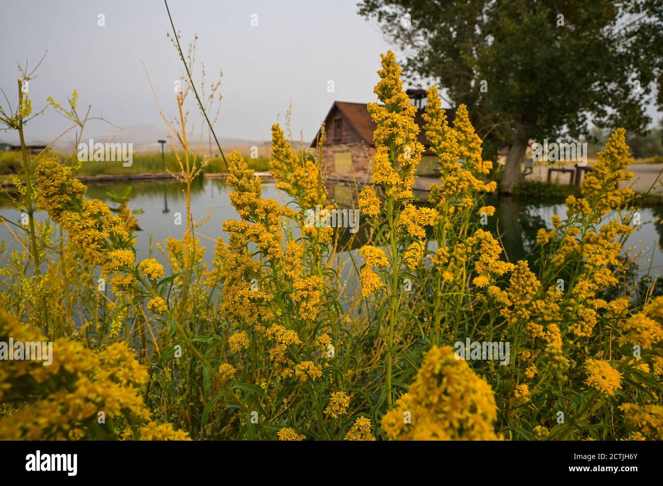 Nevada spring tree wildflowers hi-res stock photography and images - Alamy