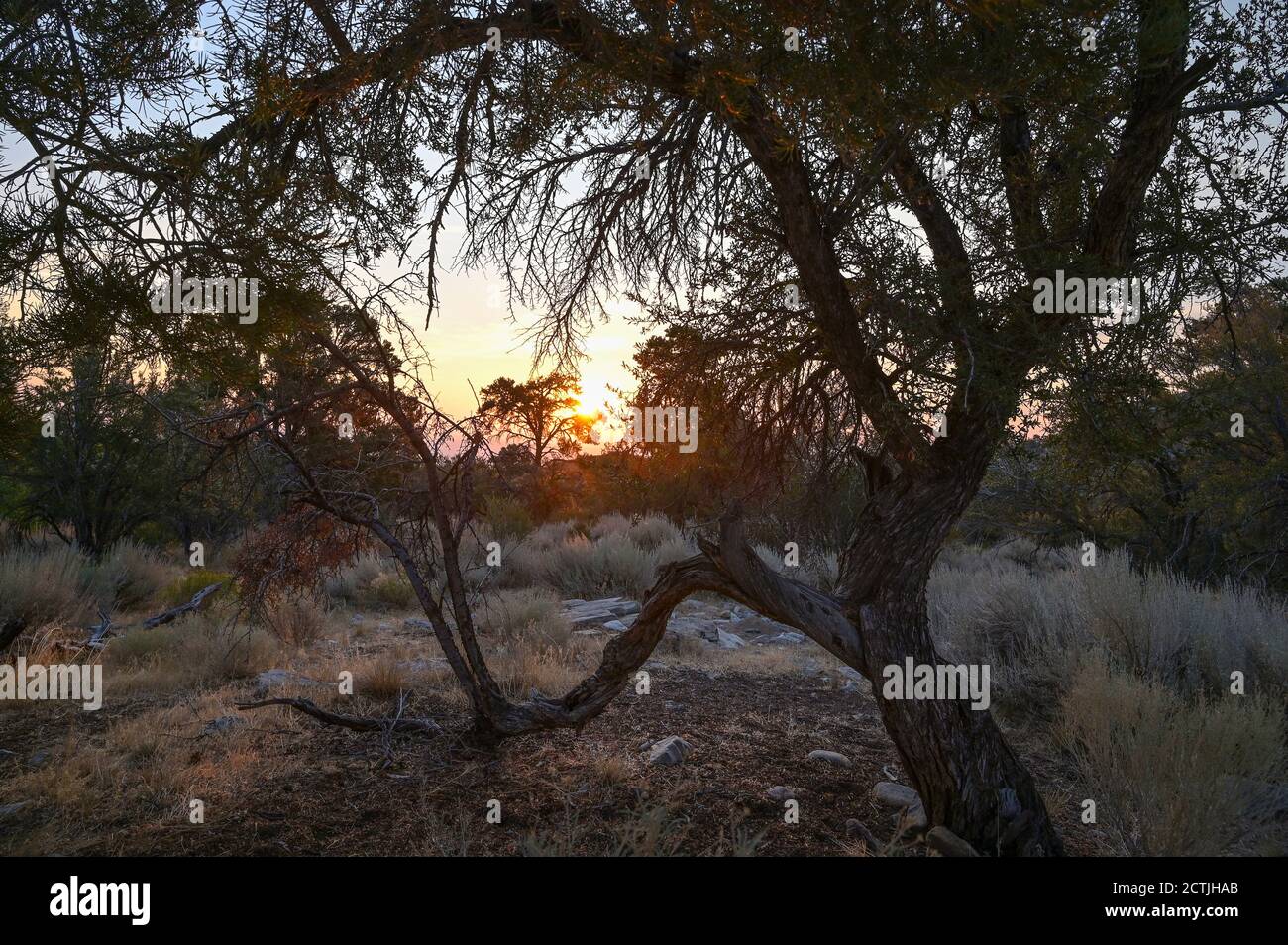 Sunrise Through The Opening of A Tree Stock Photo - Alamy
