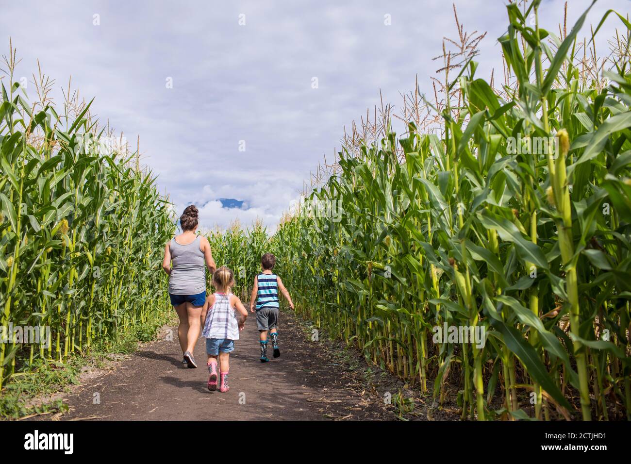 Family leisure corn field hi-res stock photography and images - Alamy