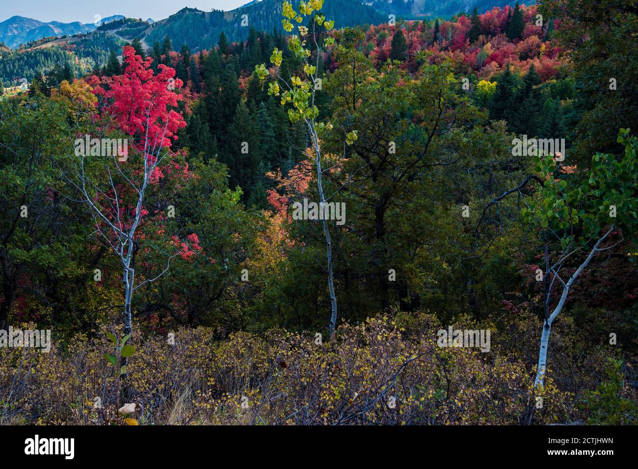 Big Tooth Maples display their brilliant red colors in Autumn. The ...