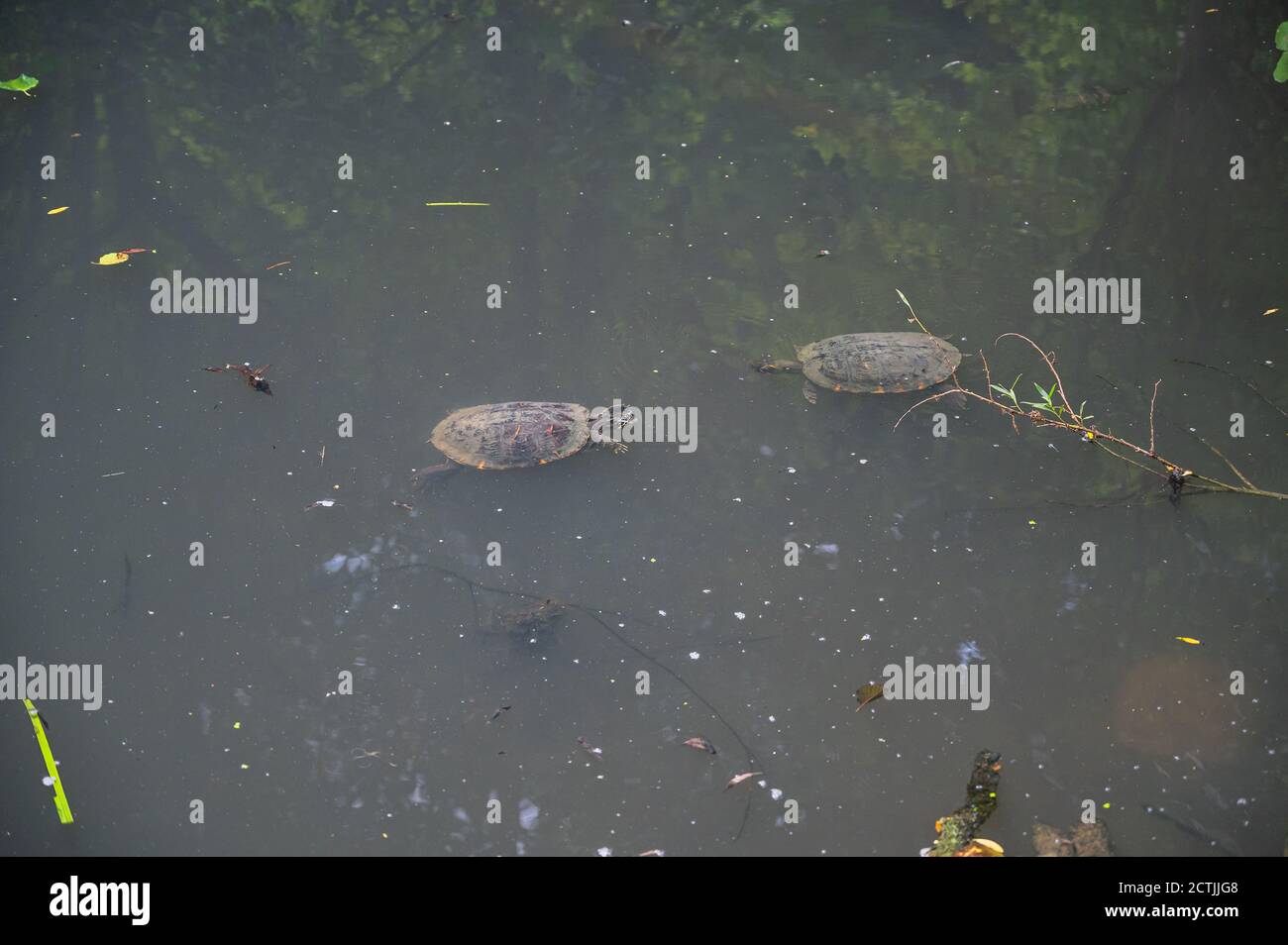 Turtles in a pond Stock Photo - Alamy