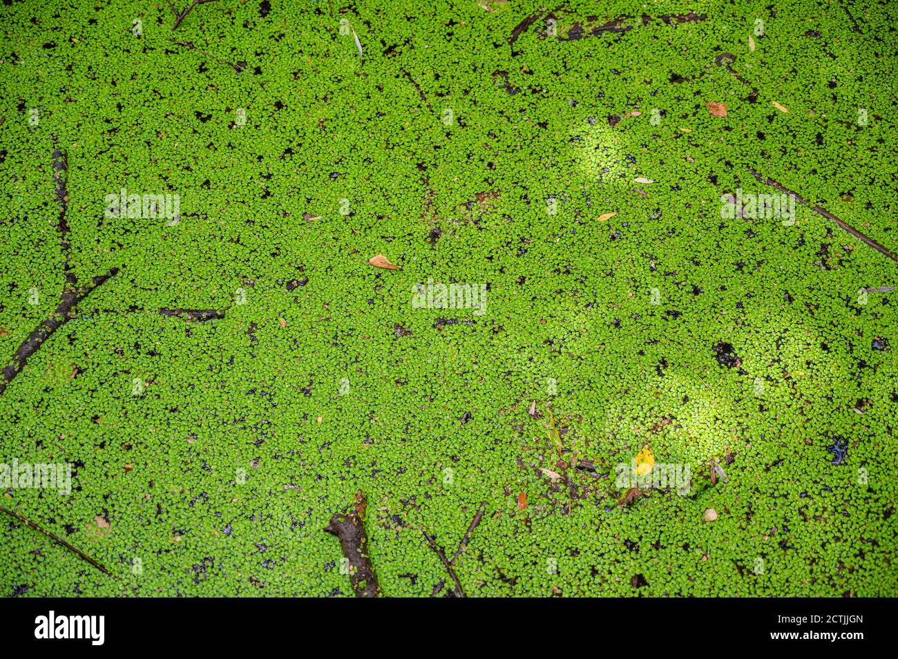 Closeup shot of green duckweed Stock Photo - Alamy