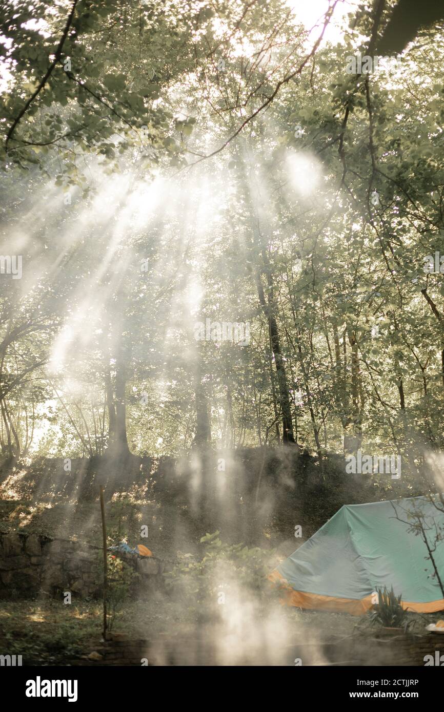 Sun rays breaking trough trees in forest Stock Photo - Alamy