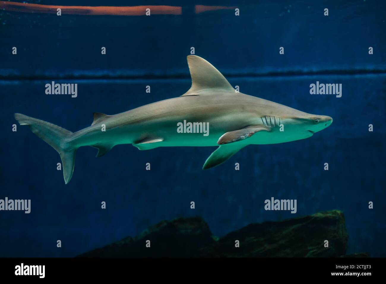 Shark swimming over reef with fish Stock Photo - Alamy
