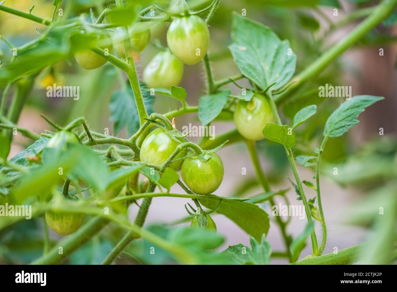 Cherry tomatoes, 'Husky Cherry Red' on the vine before ripening in mid ...