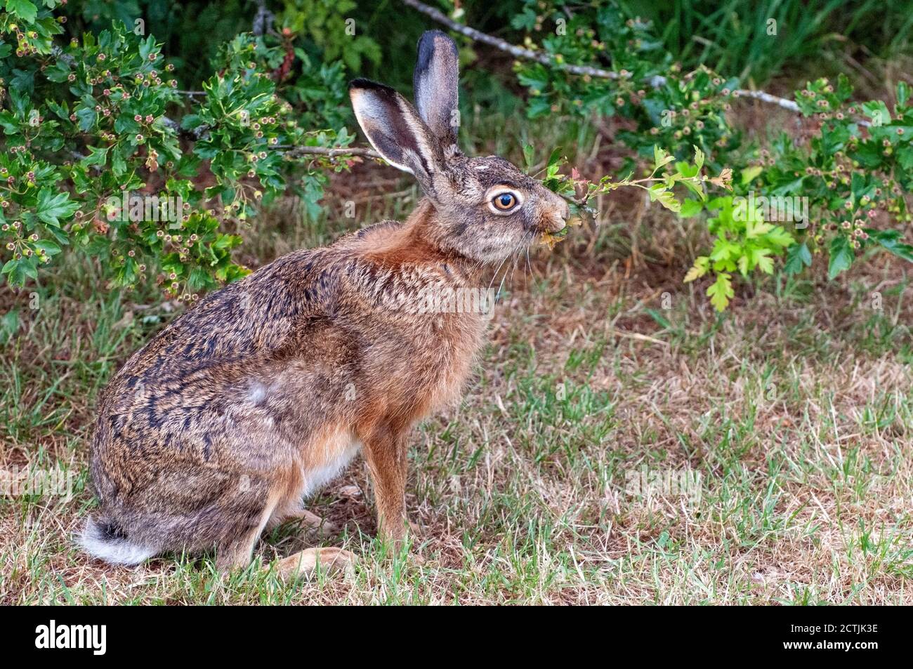 Hare eating a leaf hi-res stock photography and images - Alamy