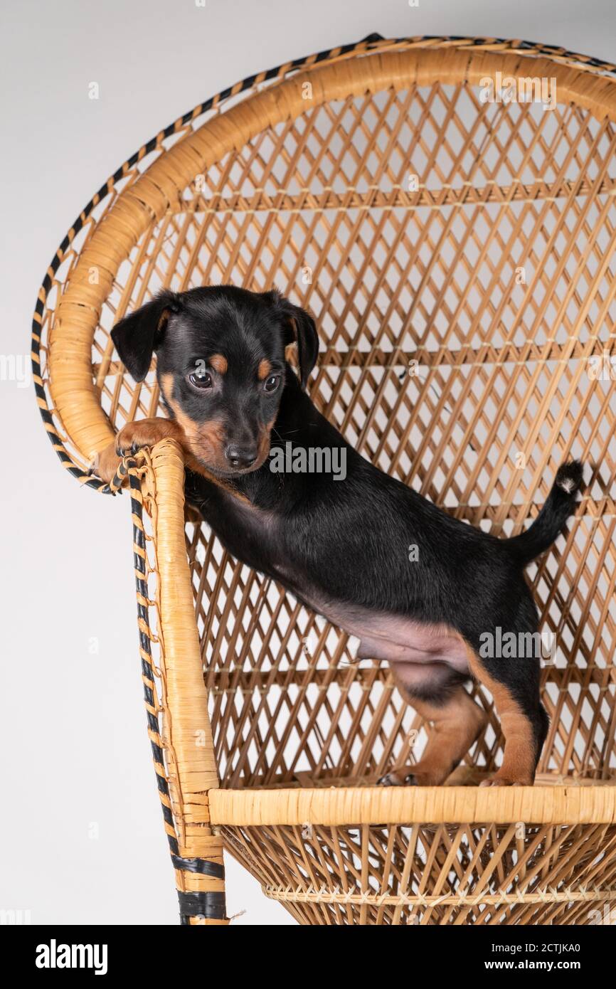Portrait of a cute miniature pinscher puppy standing on hind legs on a ...