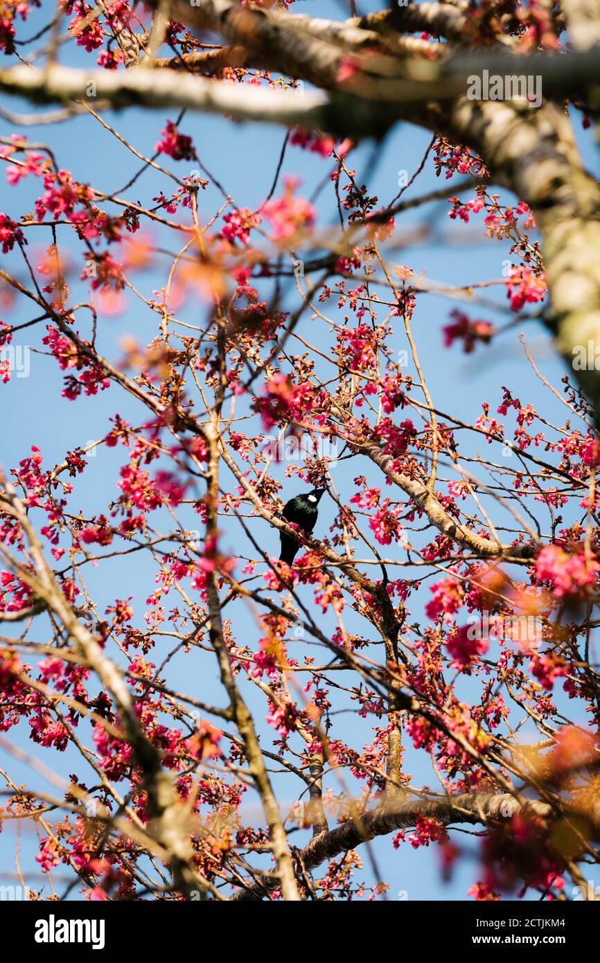 Tui in the Cherry Tree Stock Photo - Alamy
