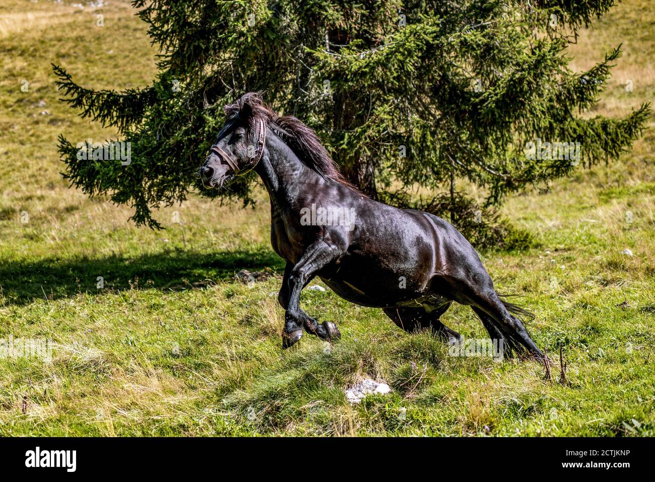 Beautiful Black Horse Running