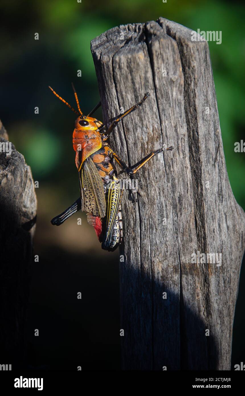 Eastern Lubber Grasshopper in Mexico Stock Photo - Alamy