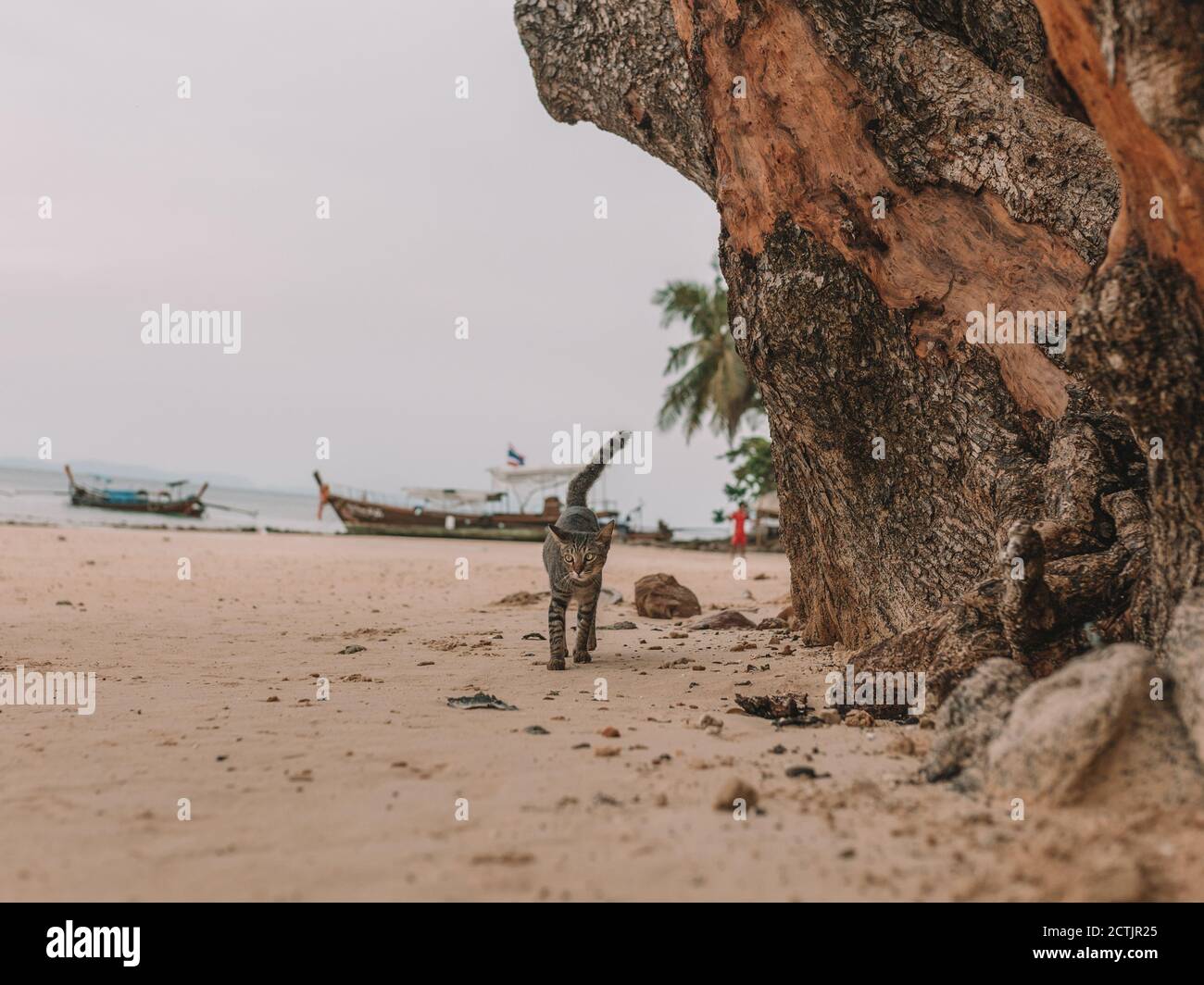 Selective focus of a small cat walking on the beach surrounded by trees ...