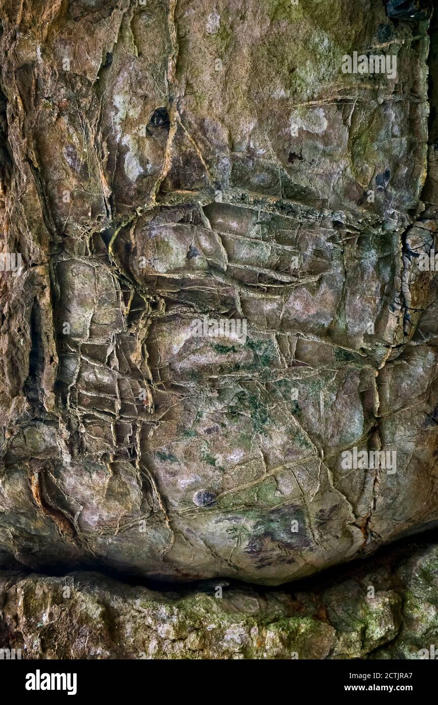 Limestone rock with small fossils hi-res stock photography and images ...