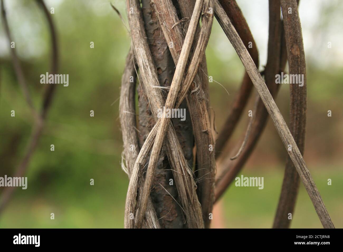 Twisted stems hi-res stock photography and images - Alamy