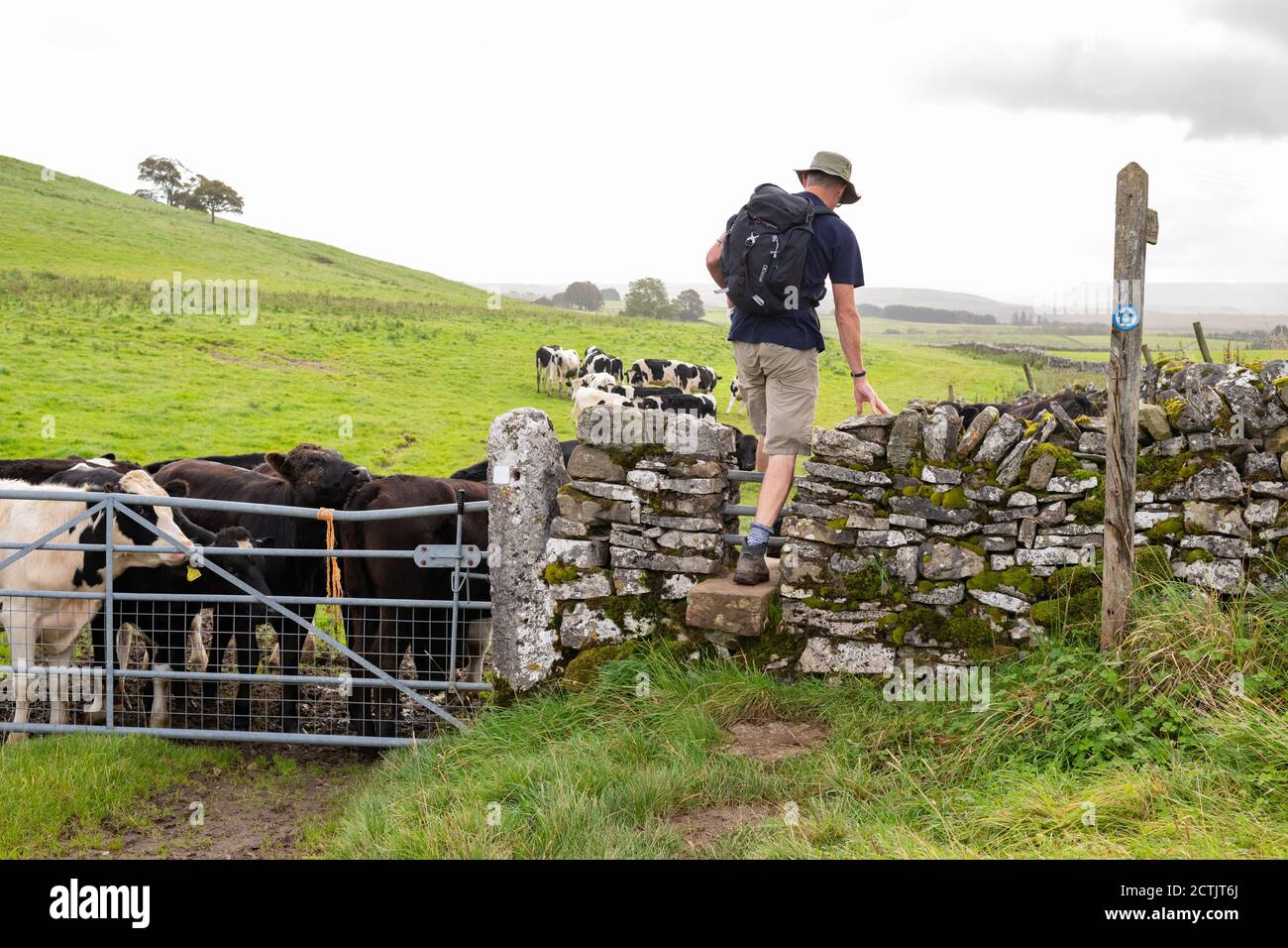 Field of cattle walker hi-res stock photography and images - Alamy