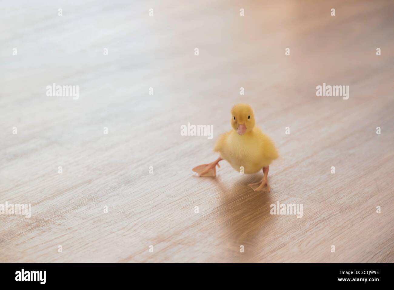 Young duckling learning hi-res stock photography and images - Alamy