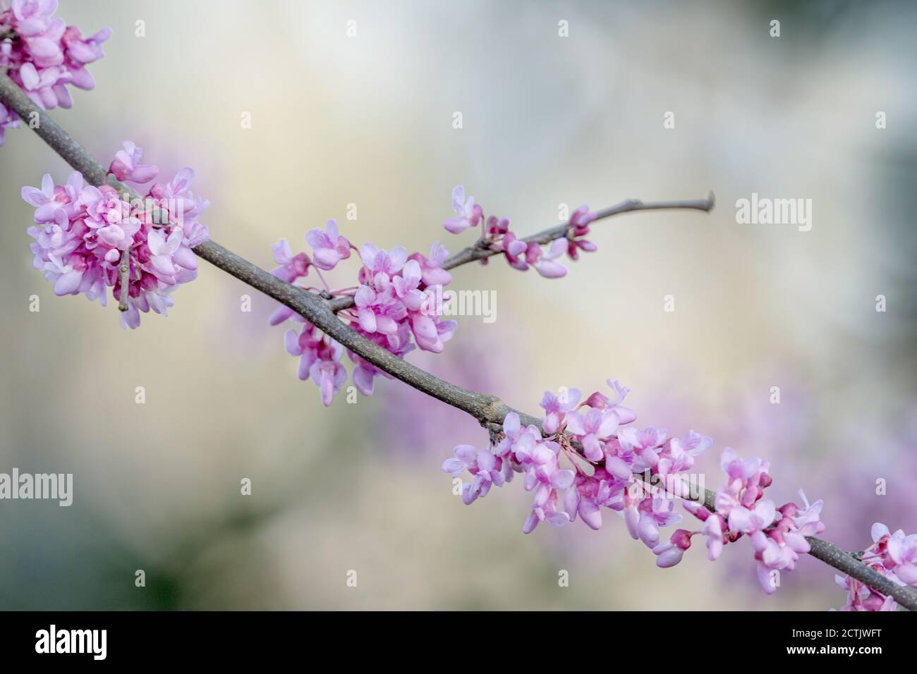 A branch from a budding Redbud Tree with space for type Stock Photo - Alamy