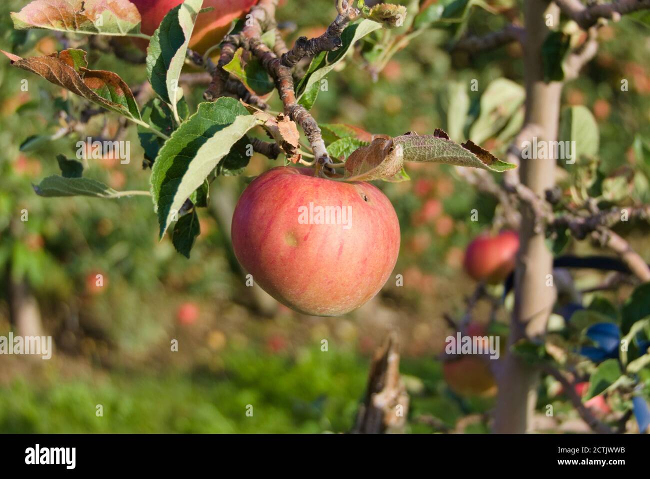 September mood hi-res stock photography and images - Alamy