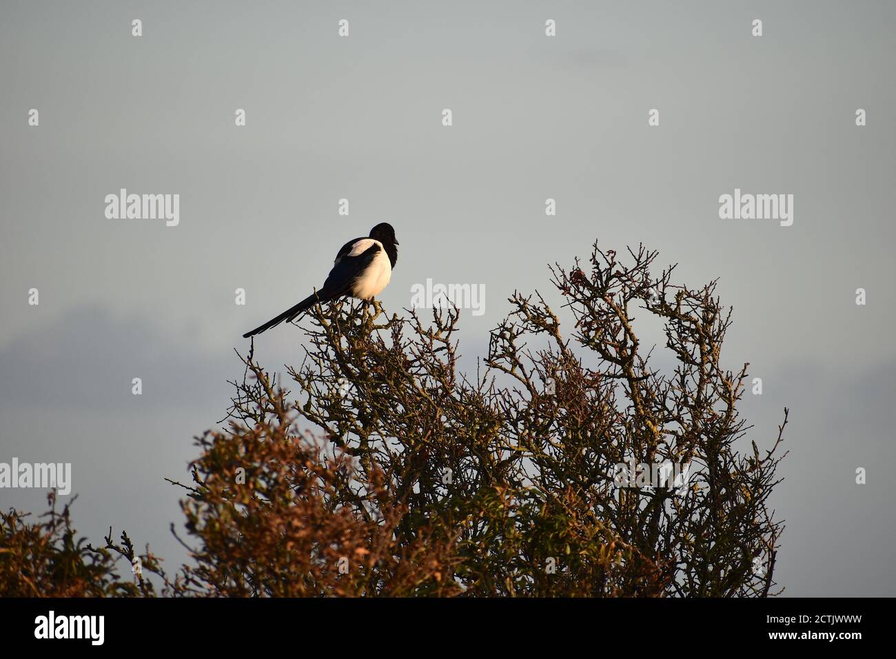 Magpies have mostly black plumage a white belly and wing patch. Blue ...
