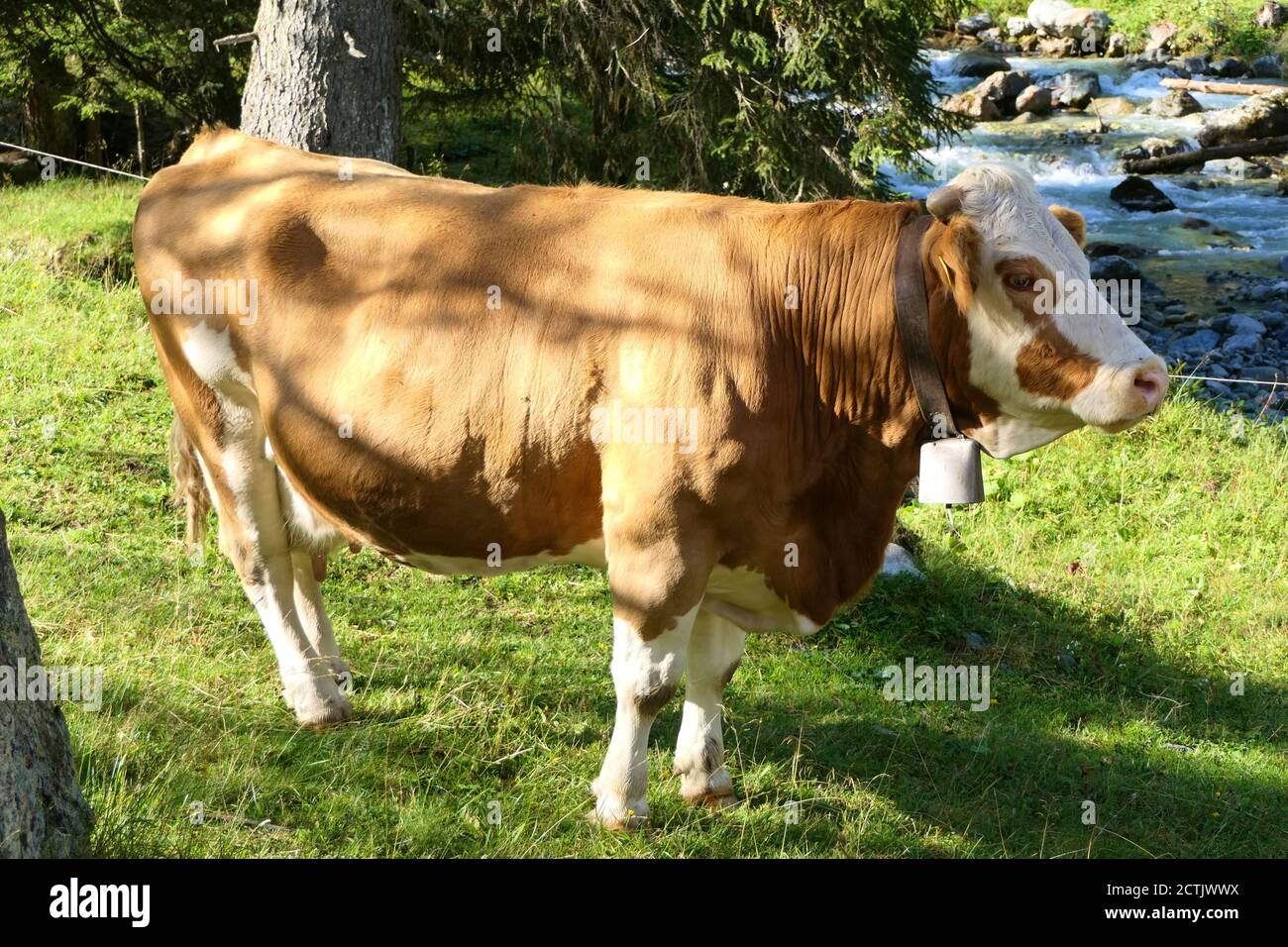 Swiss Cattle High Resolution Stock Photography and Images - Alamy