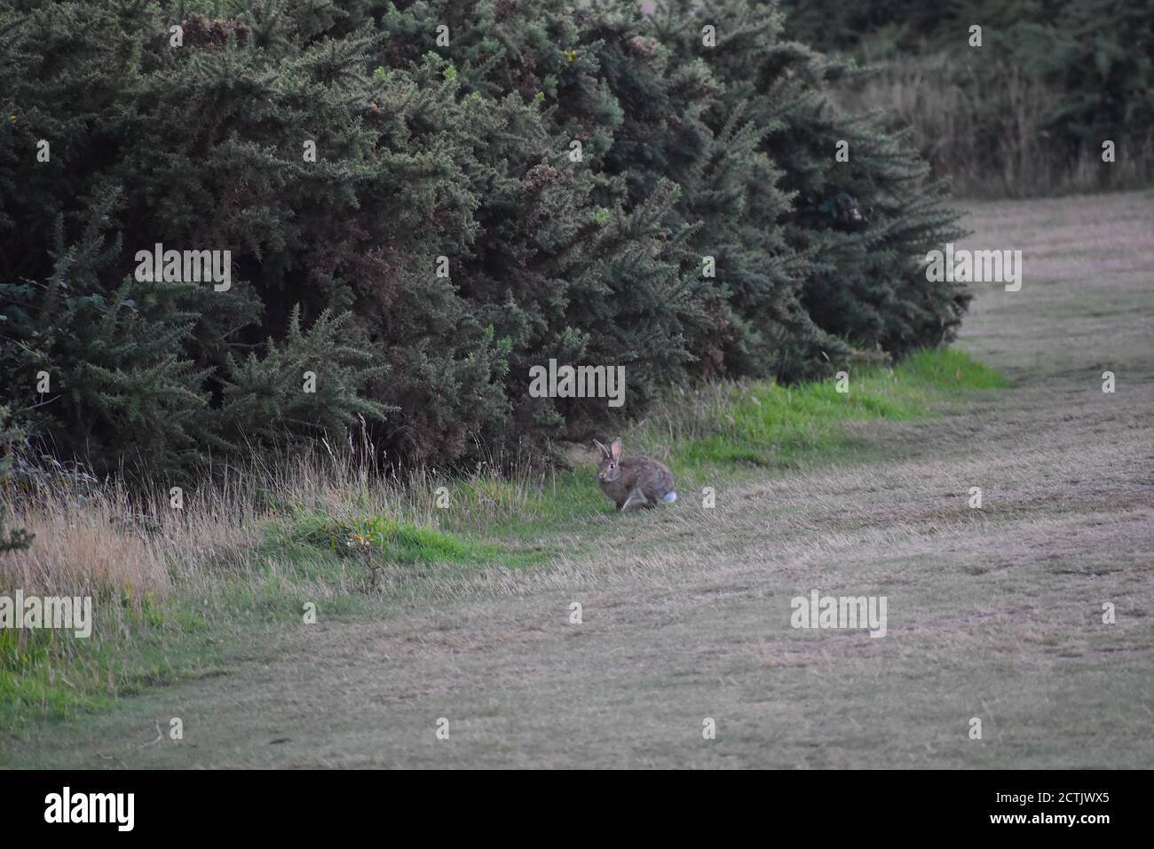 Rabbit tail wild uk hi-res stock photography and images - Alamy