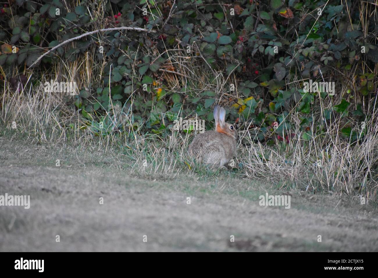 A rabbit in Hastings country park Small furry mammal with long ears ...